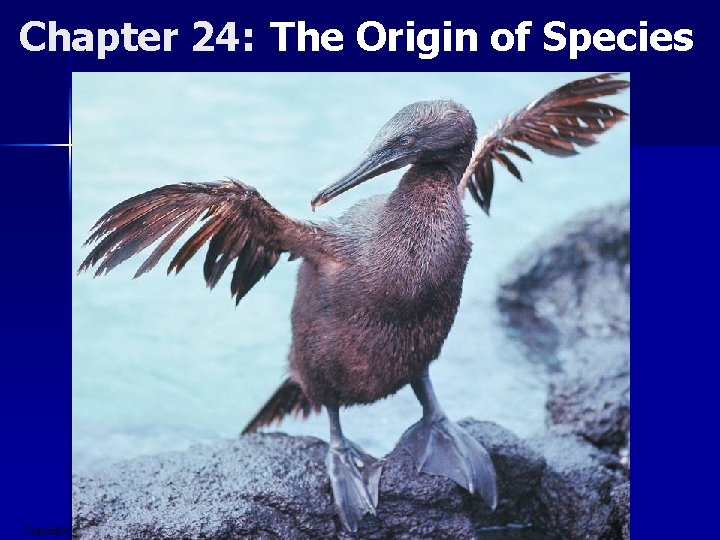 Chapter 24 The Origin of Species Copyright 2008