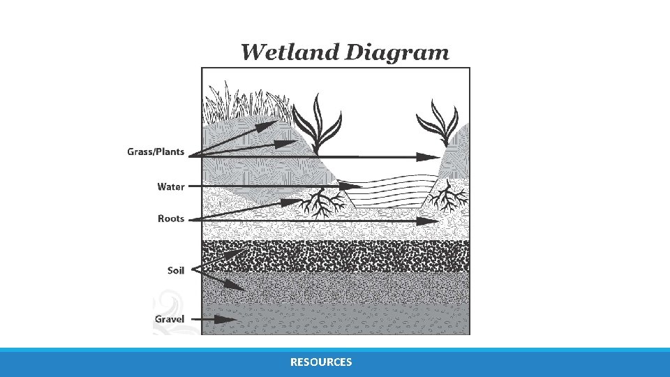 Lesson 5 Wetlands SD 1 ENVIRONMENTAL UNIT REVIEW