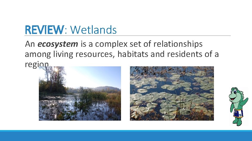 Lesson 5 Wetlands SD 1 ENVIRONMENTAL UNIT REVIEW
