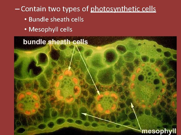 The Calvin Cycle Anabolic reaction builds sugar Requires
