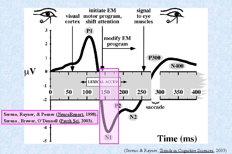 Word Recognition in Reading Sara Sereno in collaboration