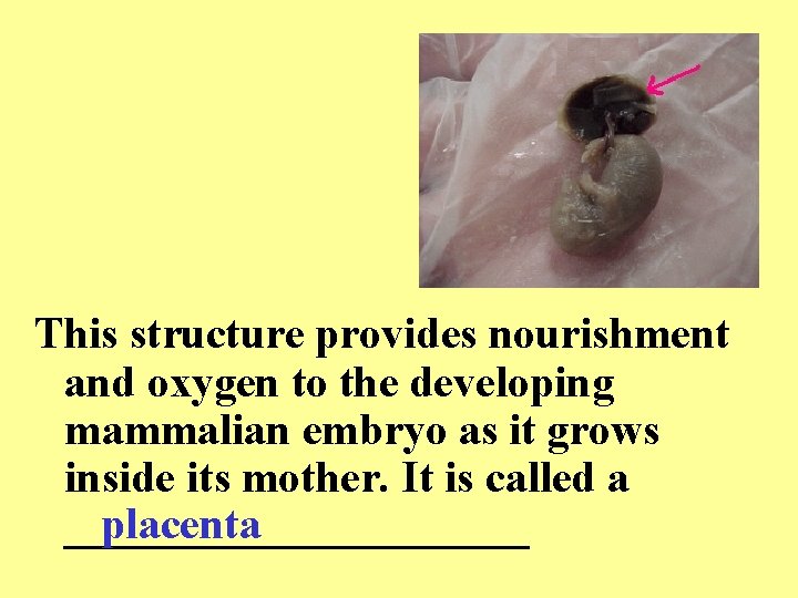 RAT PARTS A Cecum D liver B stomach