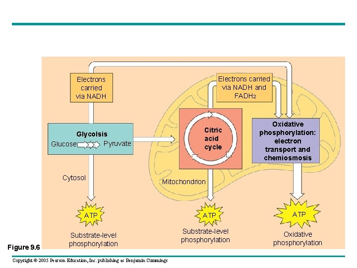 Chapter 10 Photosynthesis Power Point Lectures for Biology