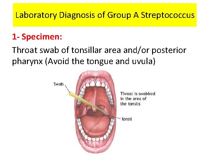 Respiratory System Module Microbiology Lab 1 Dr Mohammad