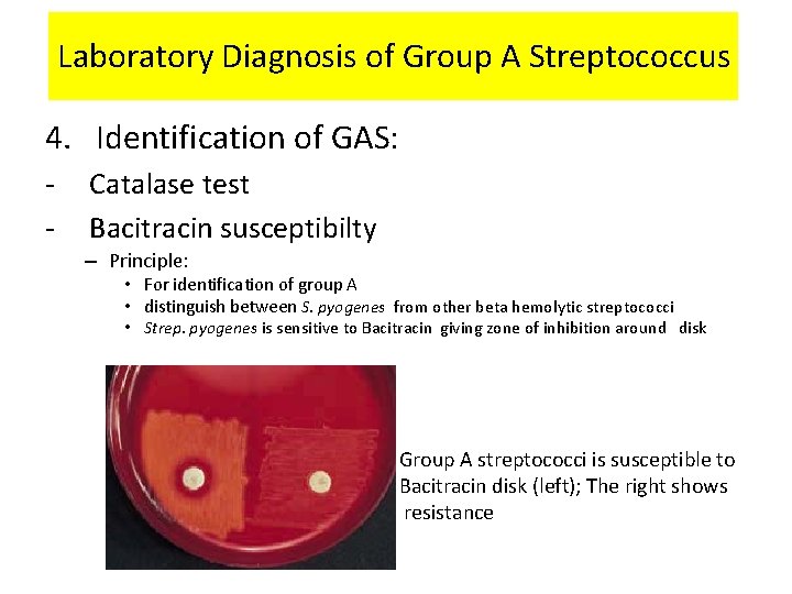 Respiratory System Module Microbiology Lab 1 Dr Mohammad