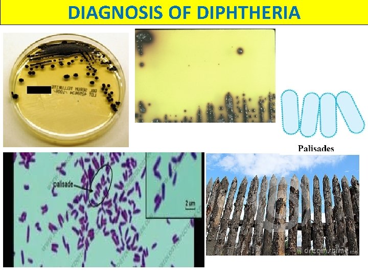 Respiratory System Module Microbiology Lab 1 Dr Mohammad
