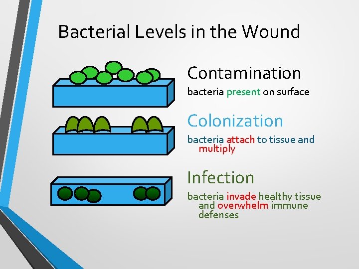 Wound Management in the Elderly Stephanie Yates MSN