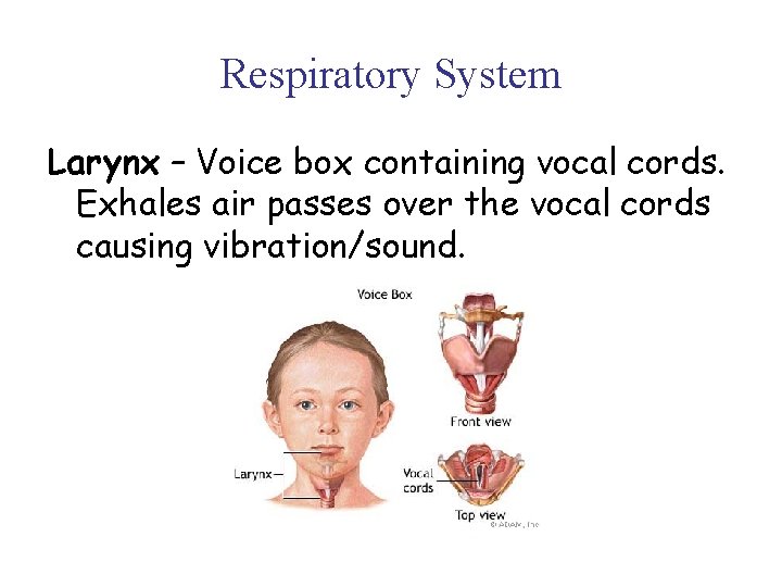 Respiratory System Respiratory Facts Breathing is controlled by