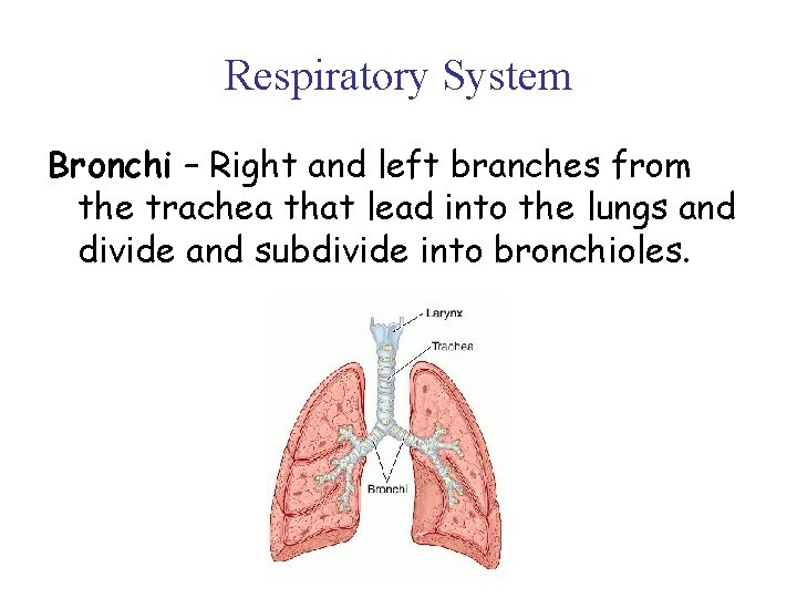Respiratory System Respiratory Facts Breathing is controlled by
