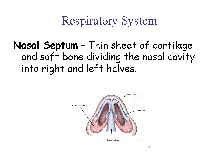 Respiratory System Respiratory Facts Breathing is controlled by