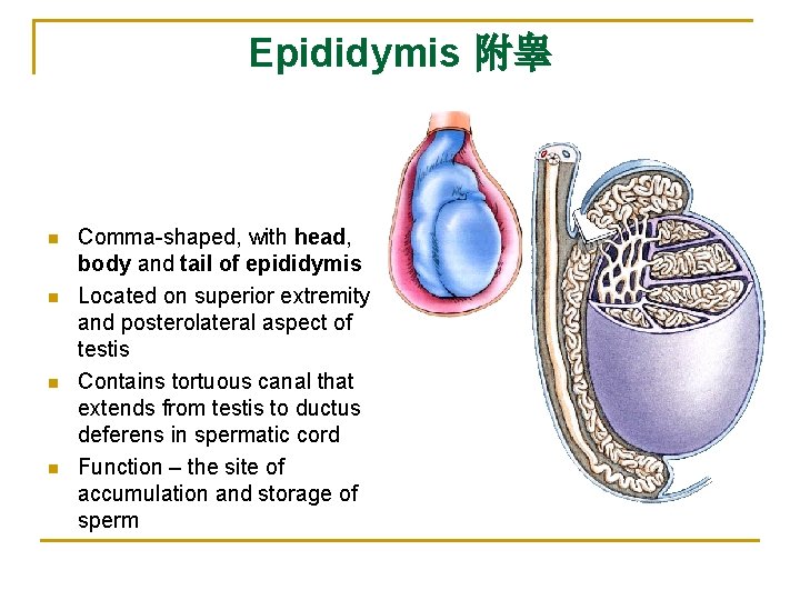 The Reproductive System Composition n Internal genital organ