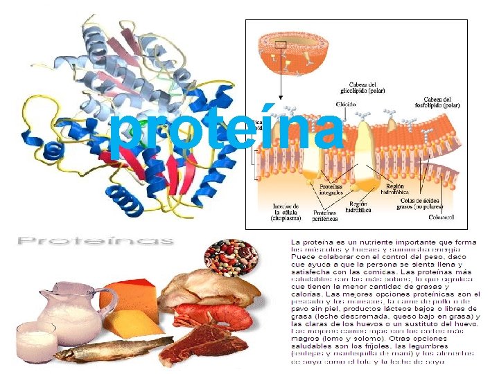 protena PROTENA S Las protenas son los materiales
