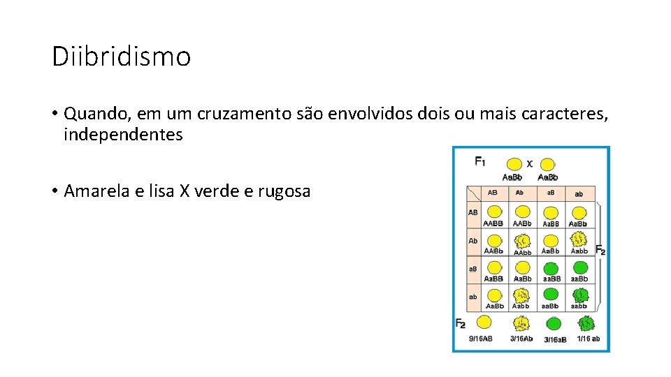 2 Lei de Mendel Mendelismo Vera Andrade 2015