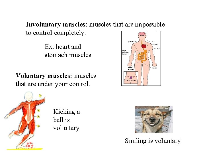 Body Organization Cells Basic unit of structure and