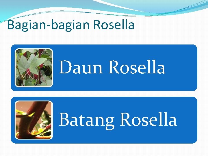 Rosella Klasifikasi dan bagianbagian Rosella Kandungan Rosella Klasifikasi