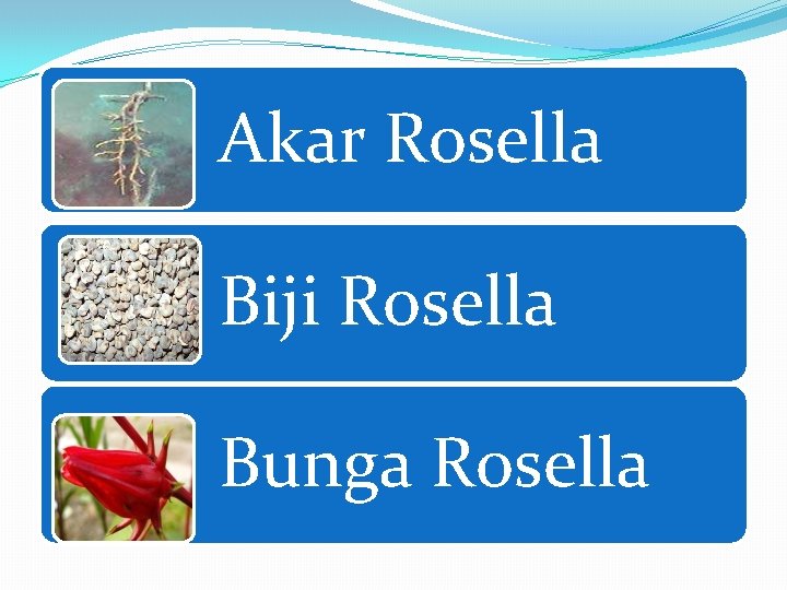 Rosella Klasifikasi dan bagianbagian Rosella Kandungan Rosella Klasifikasi