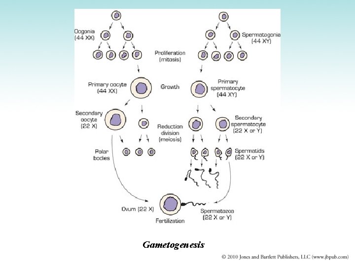 Chapter 3 Chromosomes Genes and Cell Division Learning