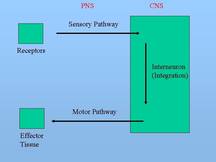 The Control Systems of the Body Local Control