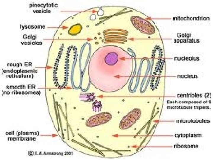 Plant cell Archaea The cell and its many