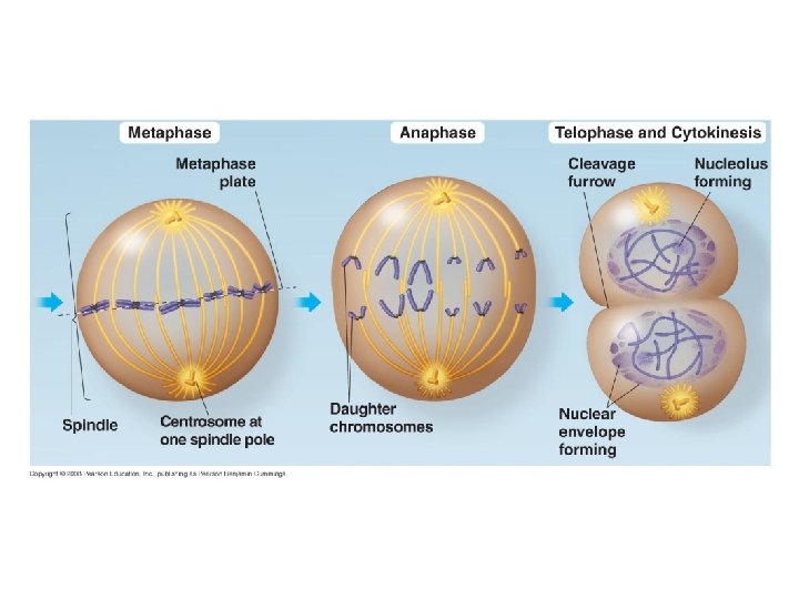 Mitosis and the Cell Cycle Interphase and the