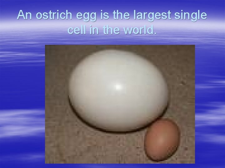 Cells The Basic Units of Life 3 1