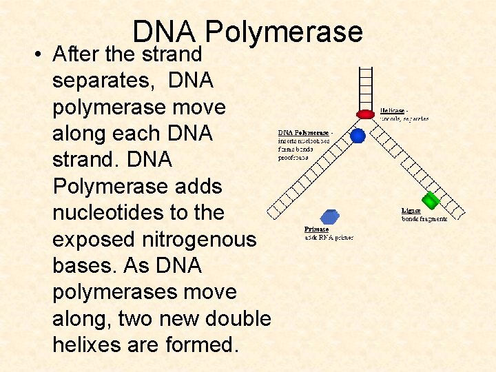 Processes of DNA 10 th Grade Biology DNA