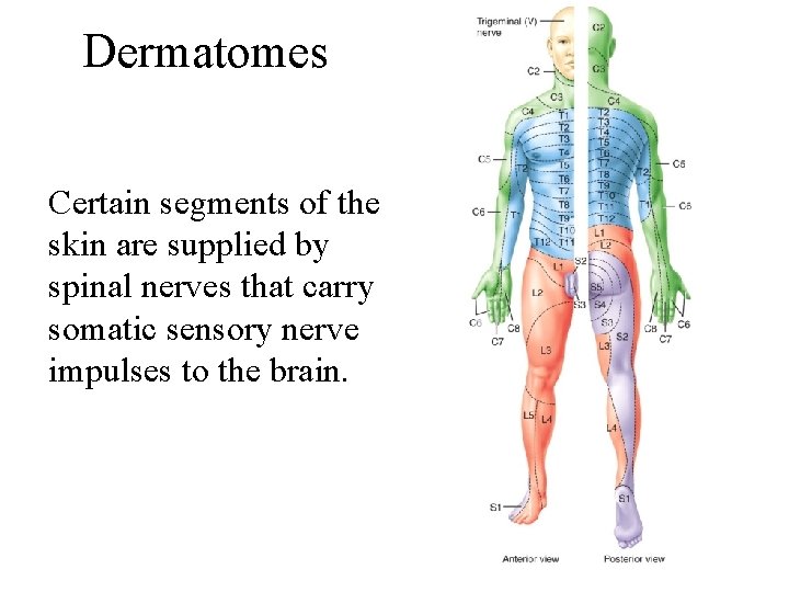 Spinal Nerves Part of PNS Parallel bundles of