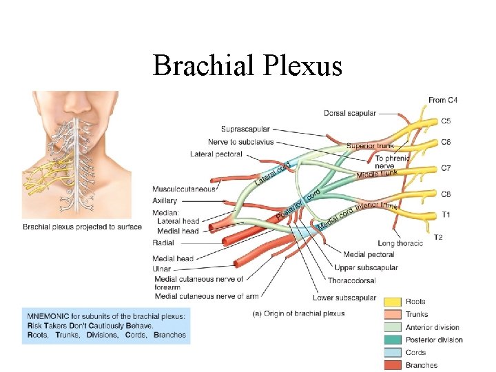 Spinal Nerves Part of PNS Parallel bundles of