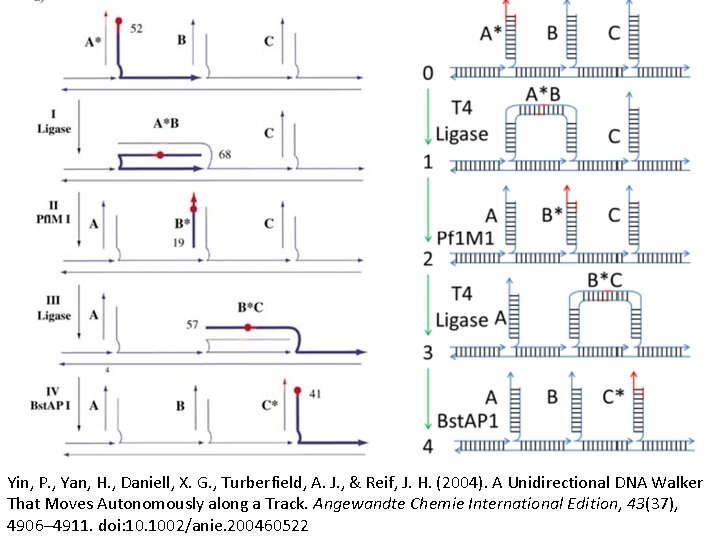 DNA Based Programmable Autonomous Molecular Robotic Devices John