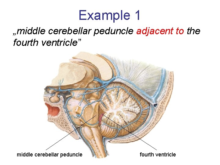 SPATIAL REASONING AT THE INTERFACE BETWEEN HUMAN ANATOMY