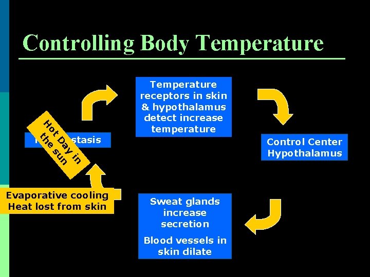 Animal Form Function Homeostasis AP Biology Definition Controlling