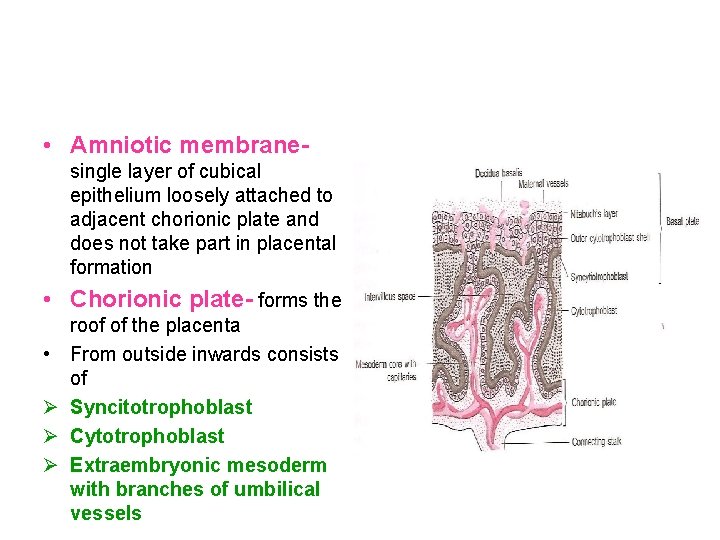 Placenta and Amniotic fluid Structure Function and Abnormalities