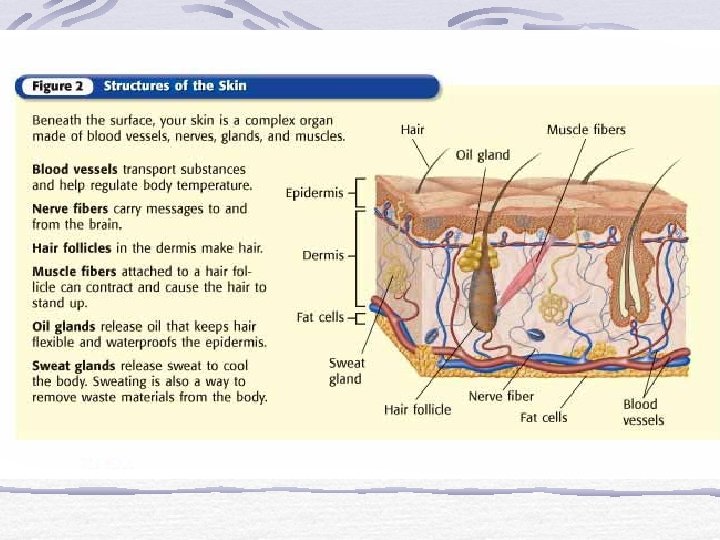 MUSCLES MUSCLES 1 There are over 600 muscles