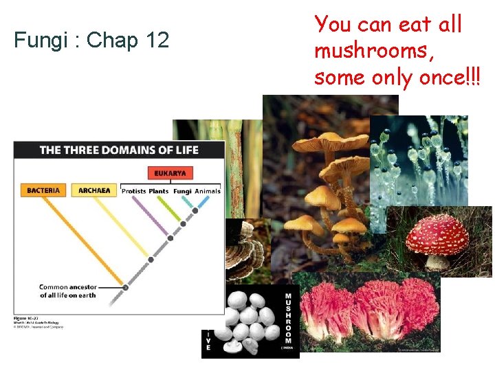 Fungi Chap 12 You can eat all mushrooms