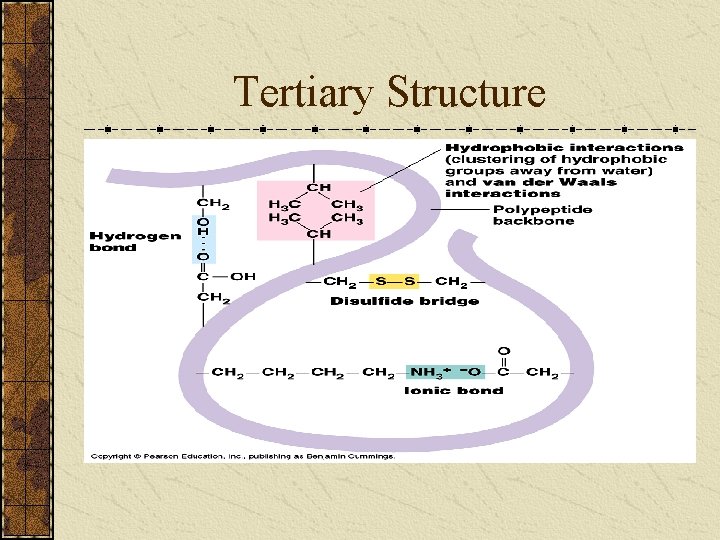 Macromolecules Carbon atoms can form diverse molecules by