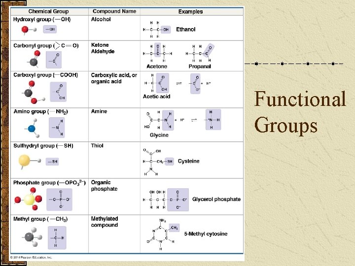 Macromolecules Carbon atoms can form diverse molecules by