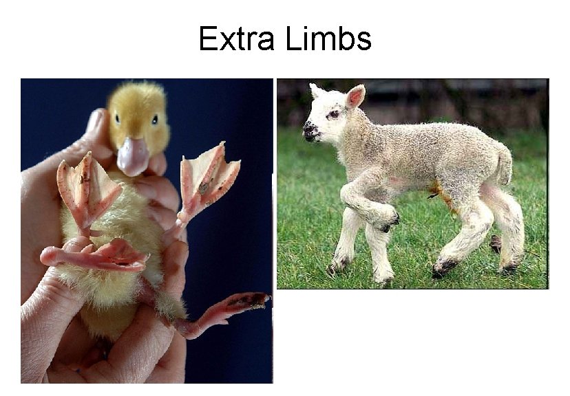 Molecular Genetics Mutations A permanent change that occurs