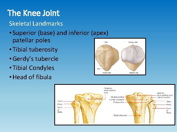 Chapter 9 The Knee Joint The Knee Joint