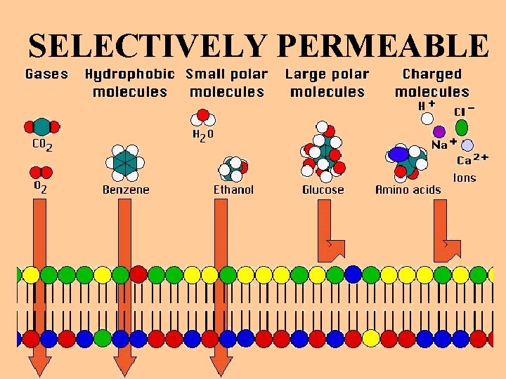 Transporting Molecules Diffusion http lhs lps orgstaffsputnamBiologyU 3