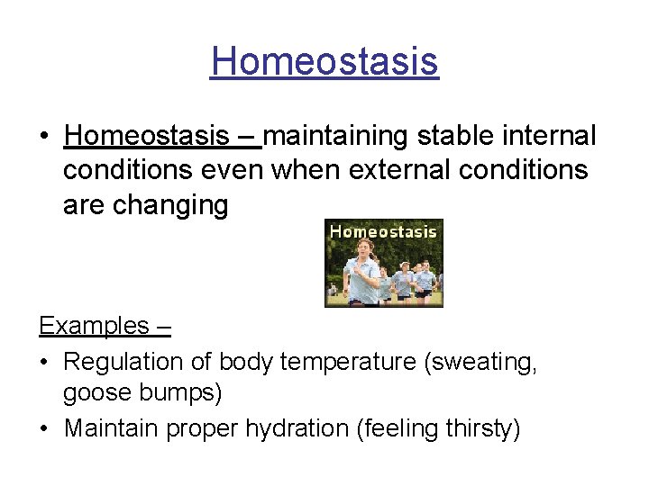 Levels of Organization Homeostasis Multicelled Organisms Organisms like