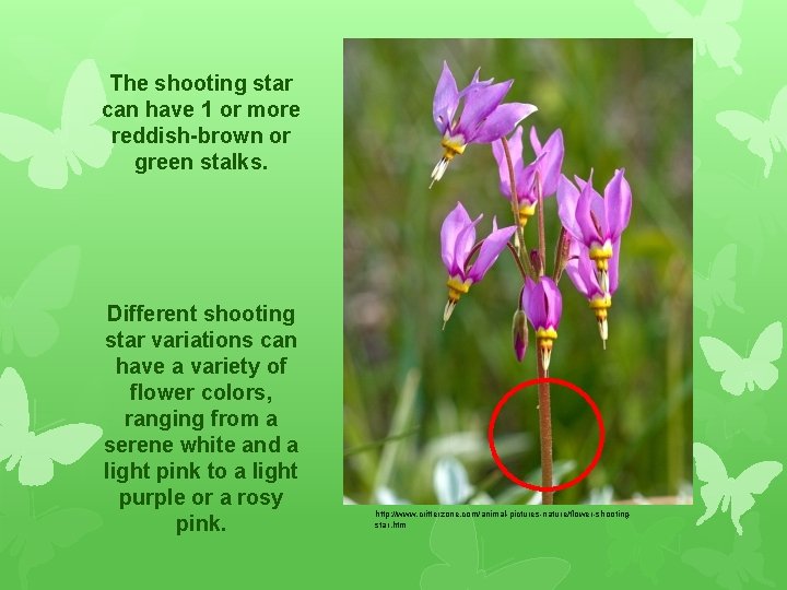 Cosmic Garden Compiled By Matthew Augustyn Shooting Star