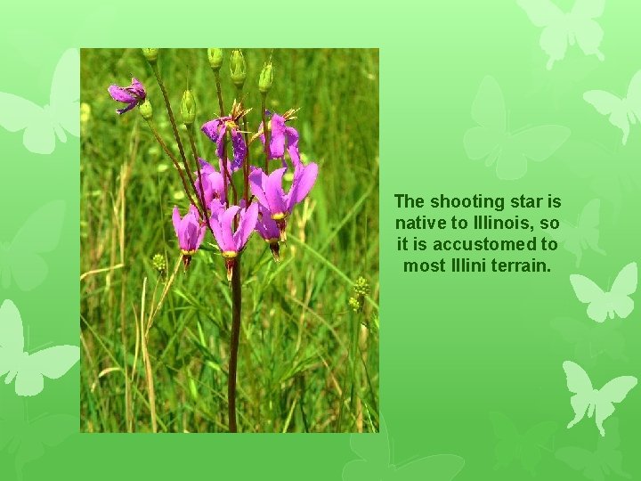 Cosmic Garden Compiled By Matthew Augustyn Shooting Star