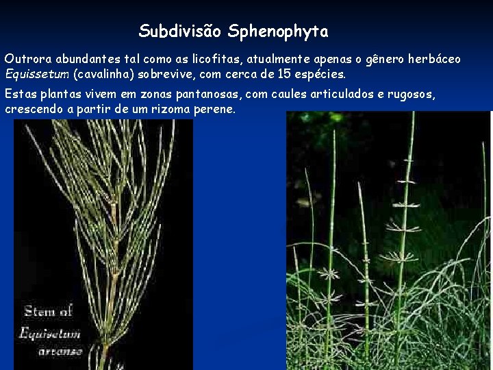 REINO METAPHITA Reino Plantae ou Reino Vegetalia Critrios