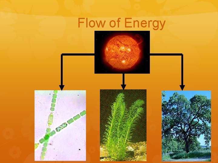 Living Organisms Energy Moretz biology 2017 Lecture Outline