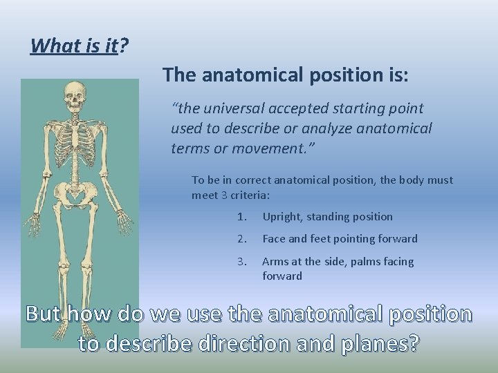 Anatomical Position What is it The anatomical position