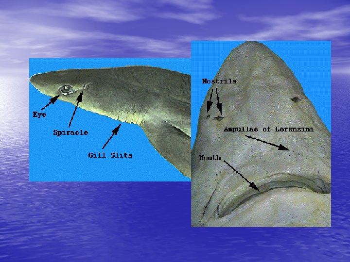 Dogfish Shark Squalus acanthius Dissection Anatomy and Physiology