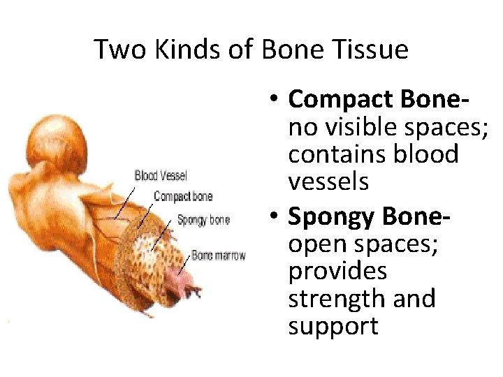 Skeletal System Essential Question How do the functions