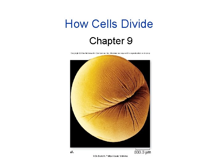 How Cells Divide Chapter 9 Bacterial Cell Division