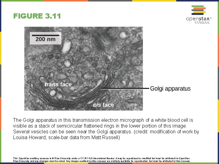 CONCEPTS OF BIOLOGY Chapter 3 CELL STRUCTURE AND