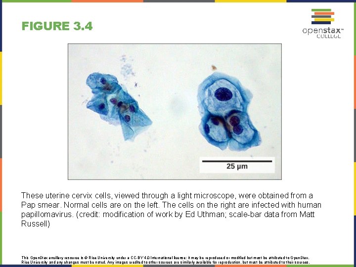 CONCEPTS OF BIOLOGY Chapter 3 CELL STRUCTURE AND